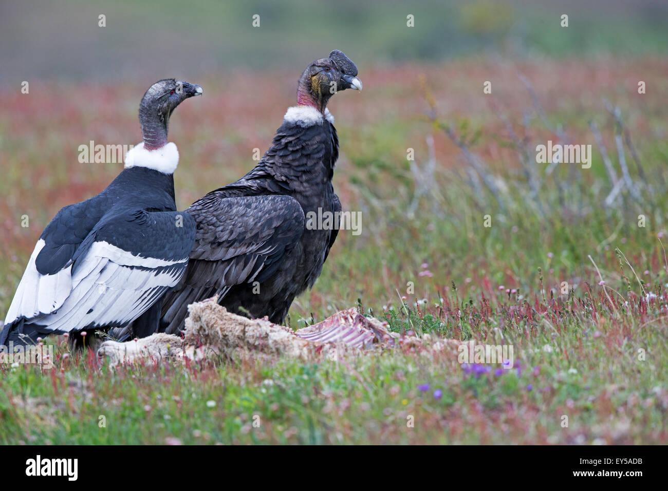 Andean condors on carcass - Torres del Paine Chile Stock Photo - Alamy