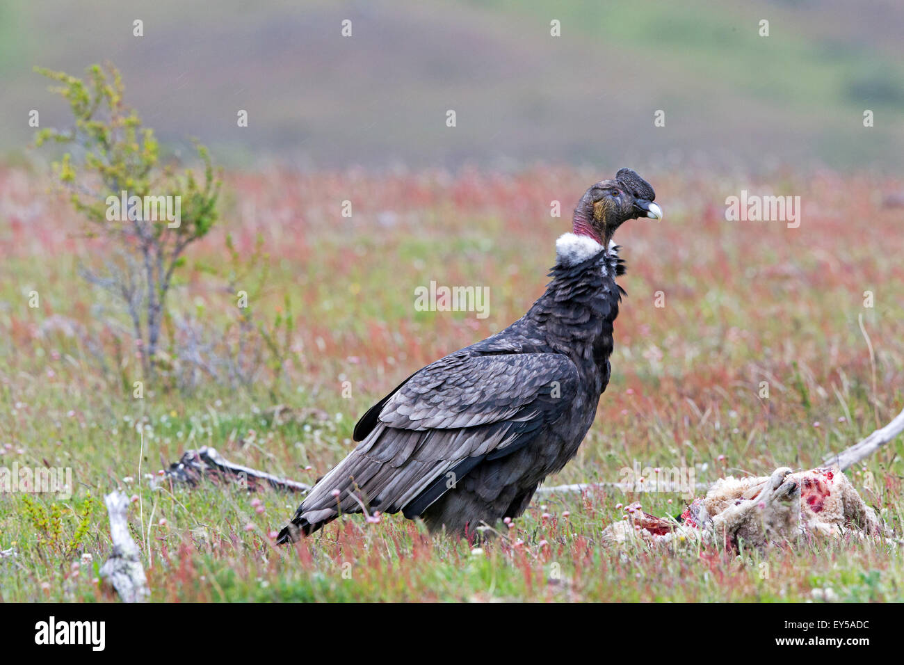 Andean condor on carcass - Torres del Paine Chile Stock Photo - Alamy