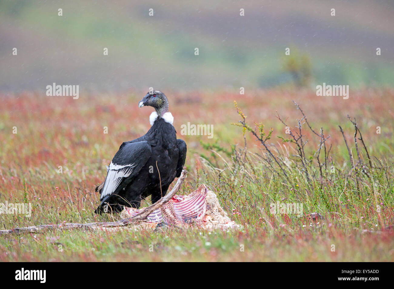 Andean condor on carcass - Torres del Paine Chile Stock Photo - Alamy