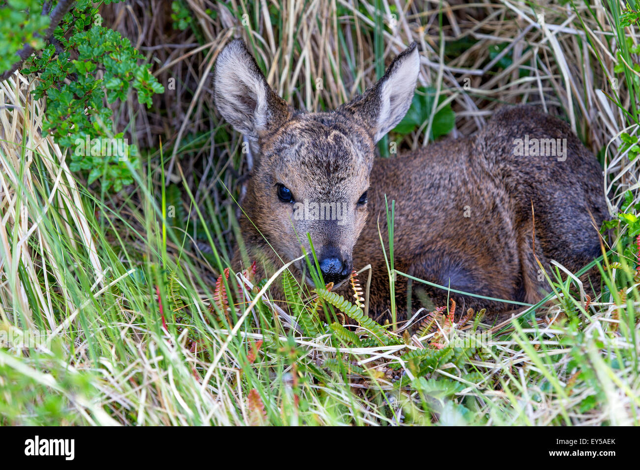 Young South Andean Deer in grass - Torres del Paine Chile Stock Photo ...