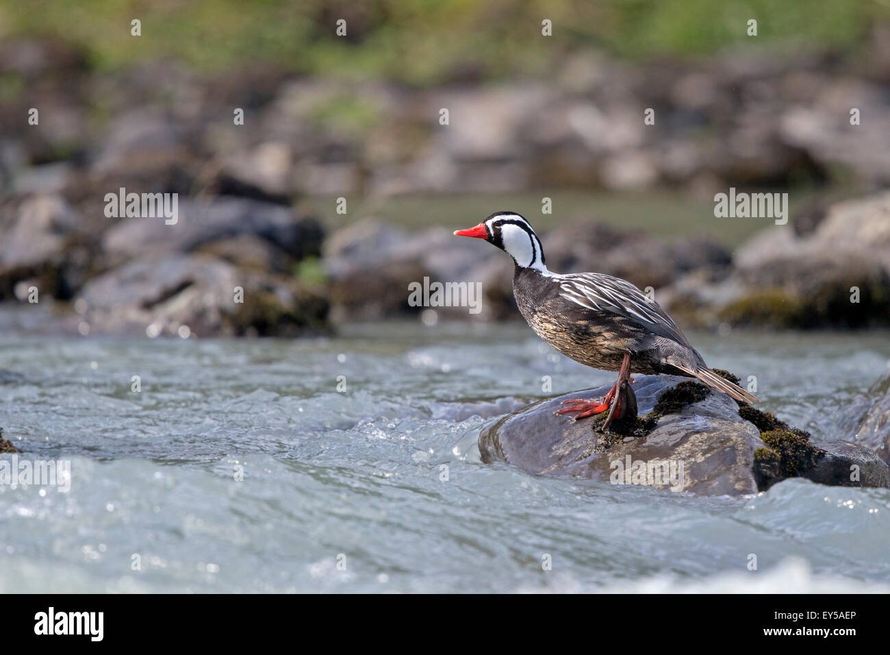 Torrent Duck male on rock - Torres del Paine Chile Stock Photo - Alamy