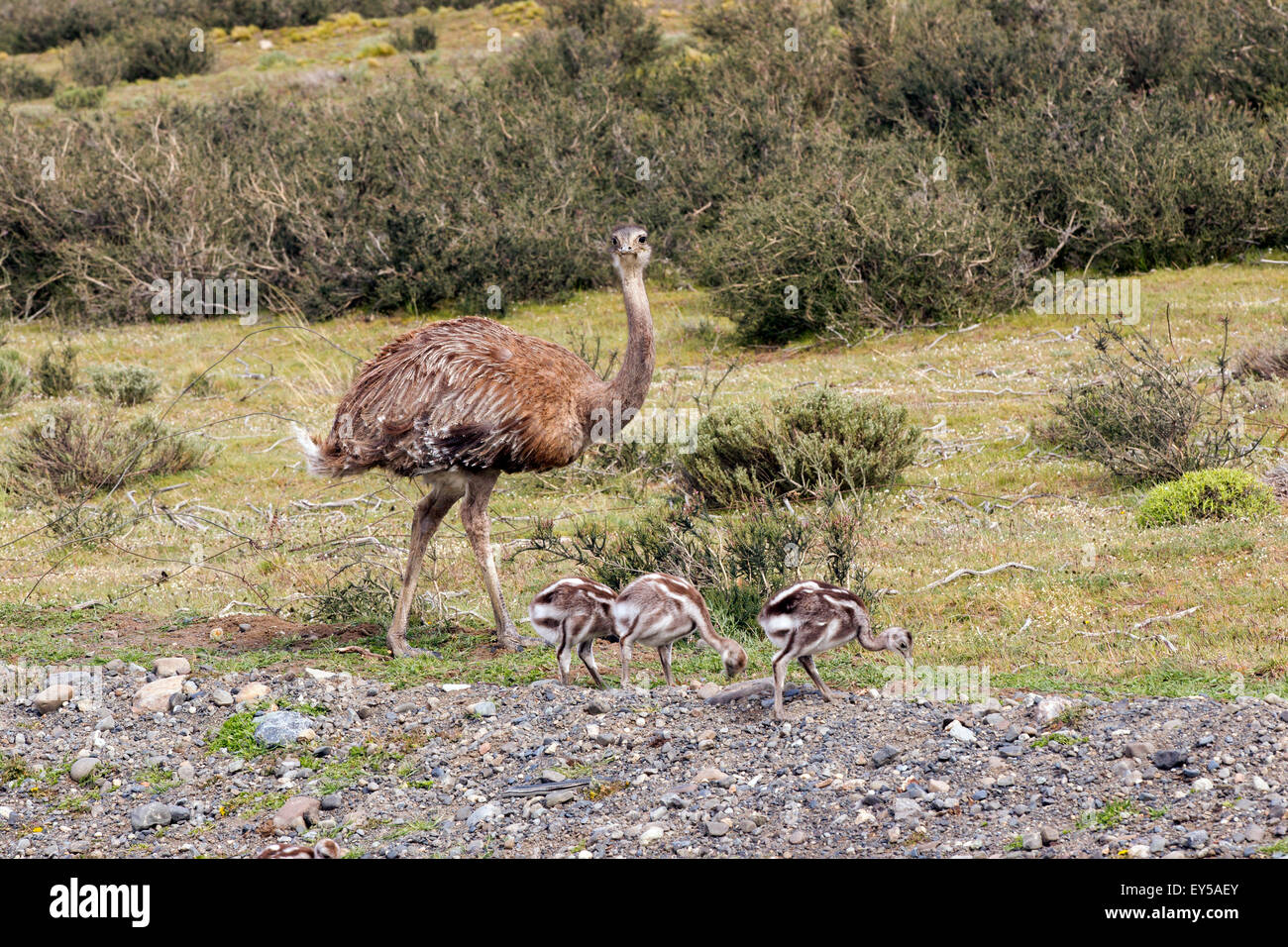 Greater Rhea male and young - Torres del Paine Chile Stock Photo - Alamy