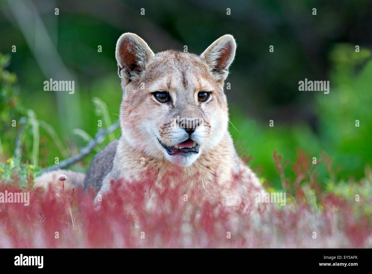 Portrait of young Puma lying - Torres del Paine Chile Age: 1 year Stock ...