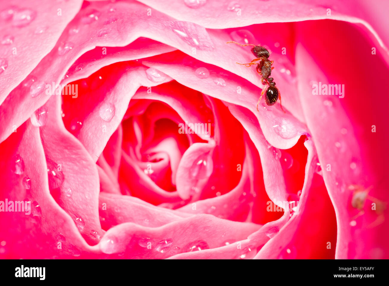 Ant and Aphid on Rose covered with water drops after rain Stock Photo ...