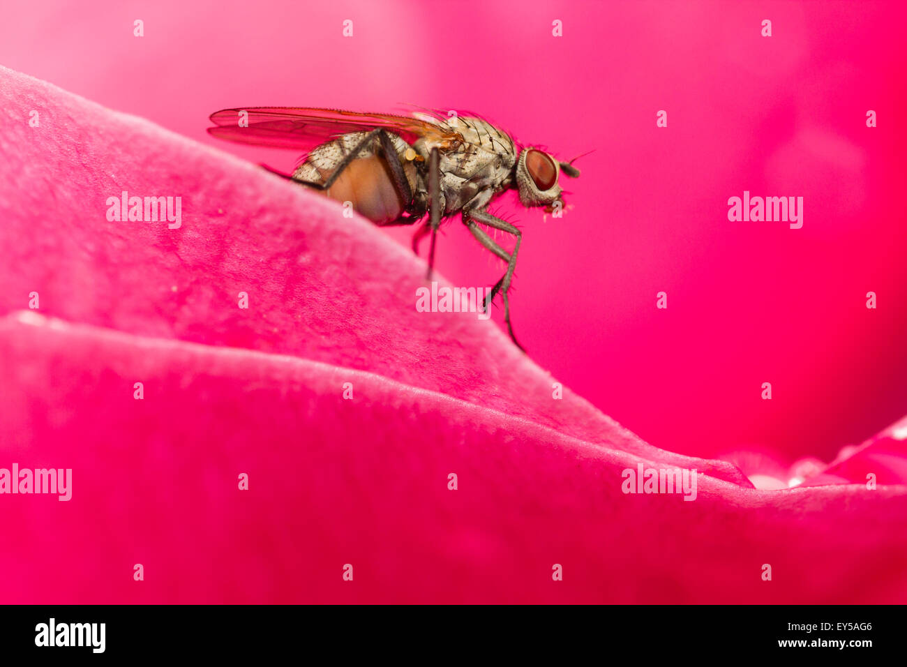 Fly on a Rose - Provence France Stock Photo - Alamy