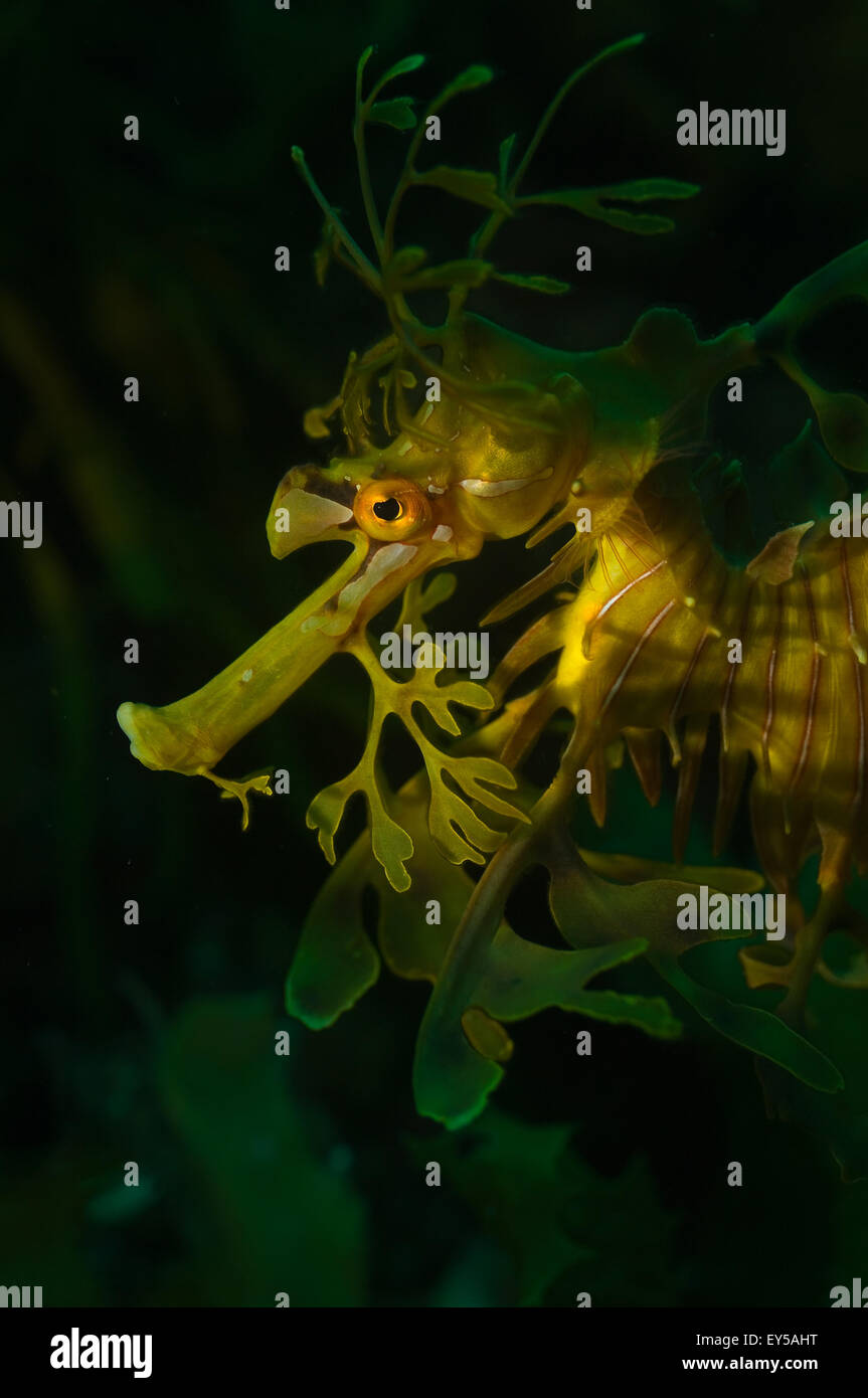 Portrait of Leafy Seadragon - Australia Stock Photo - Alamy
