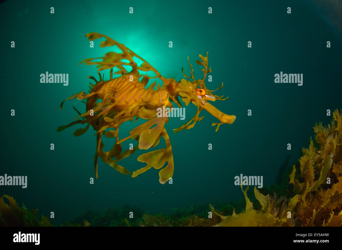 Leafy Seadragon swimming - Australia Stock Photo - Alamy