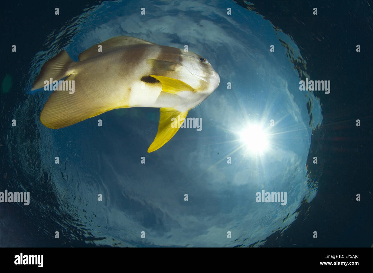 Circular Spadefish Platax Orbicularis High Resolution Stock Photography ...