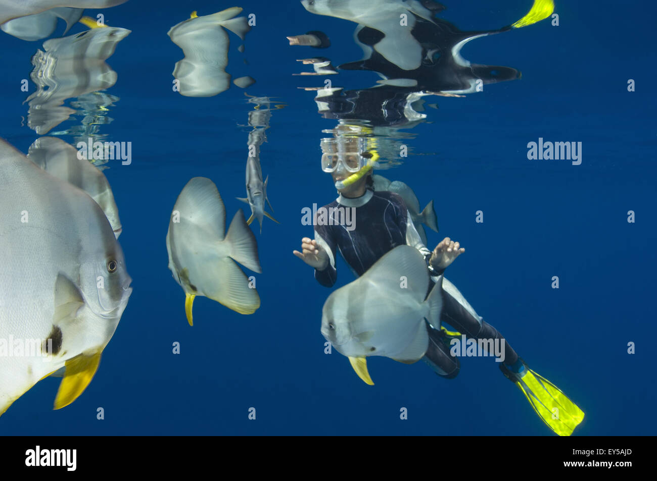 Circular Spadefish Platax Orbicularis High Resolution Stock Photography ...