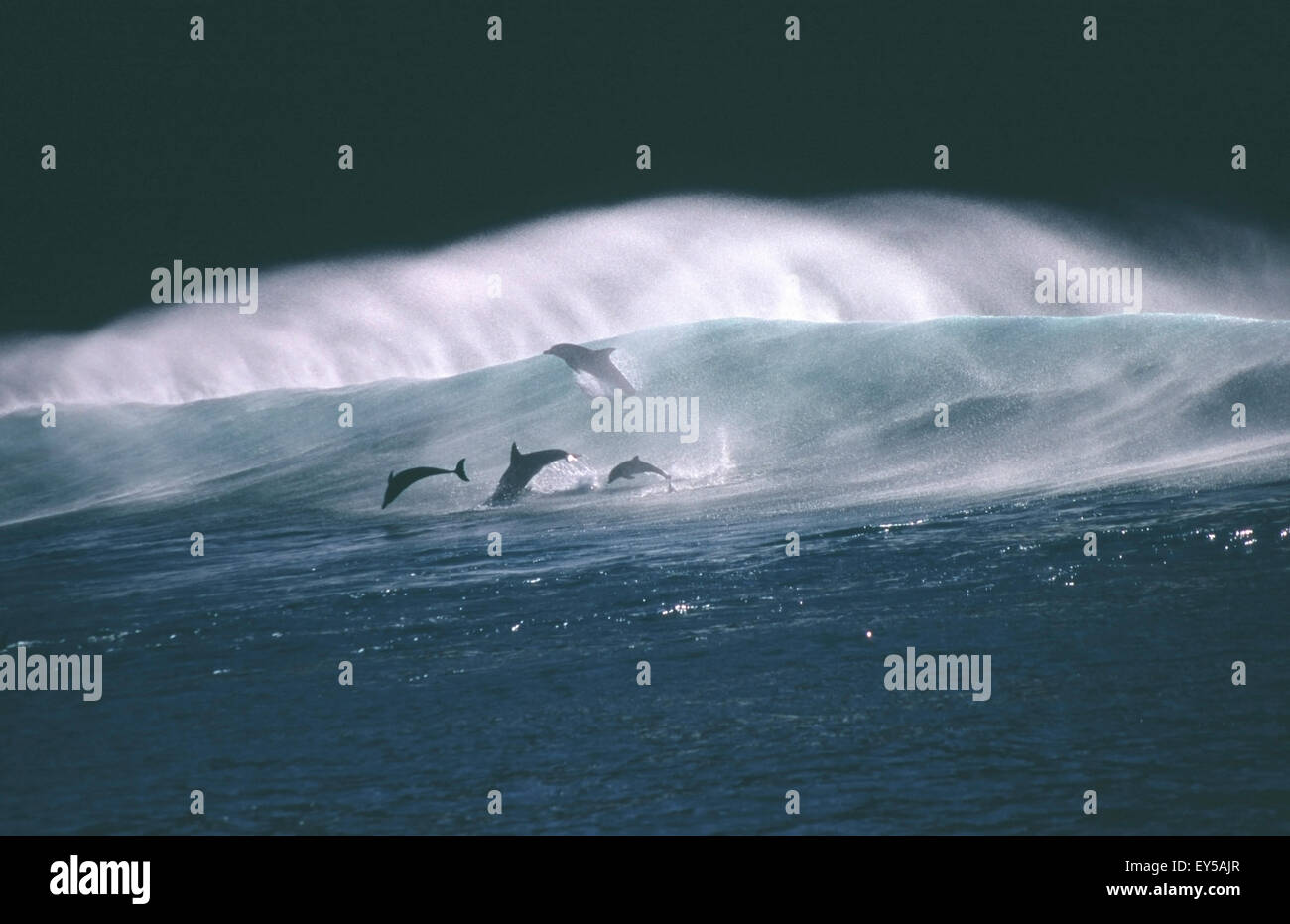 Surfing bottlenose dolphins - South Africa Stock Photo - Alamy