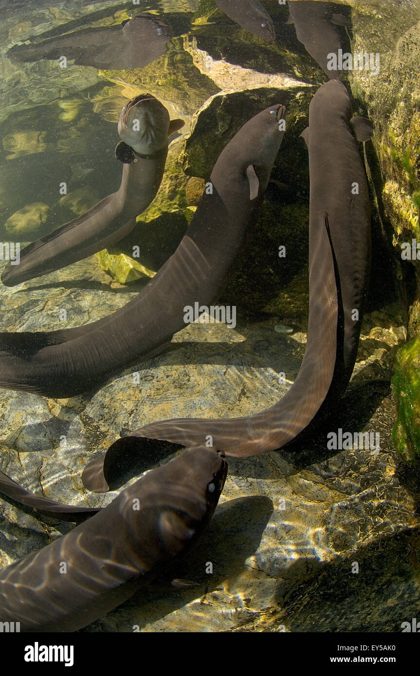 Longfin eel under surface - New Zealand Stock Photo - Alamy