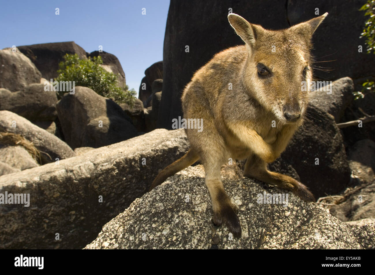 Rock Wallaby on rock - Australia Stock Photo - Alamy