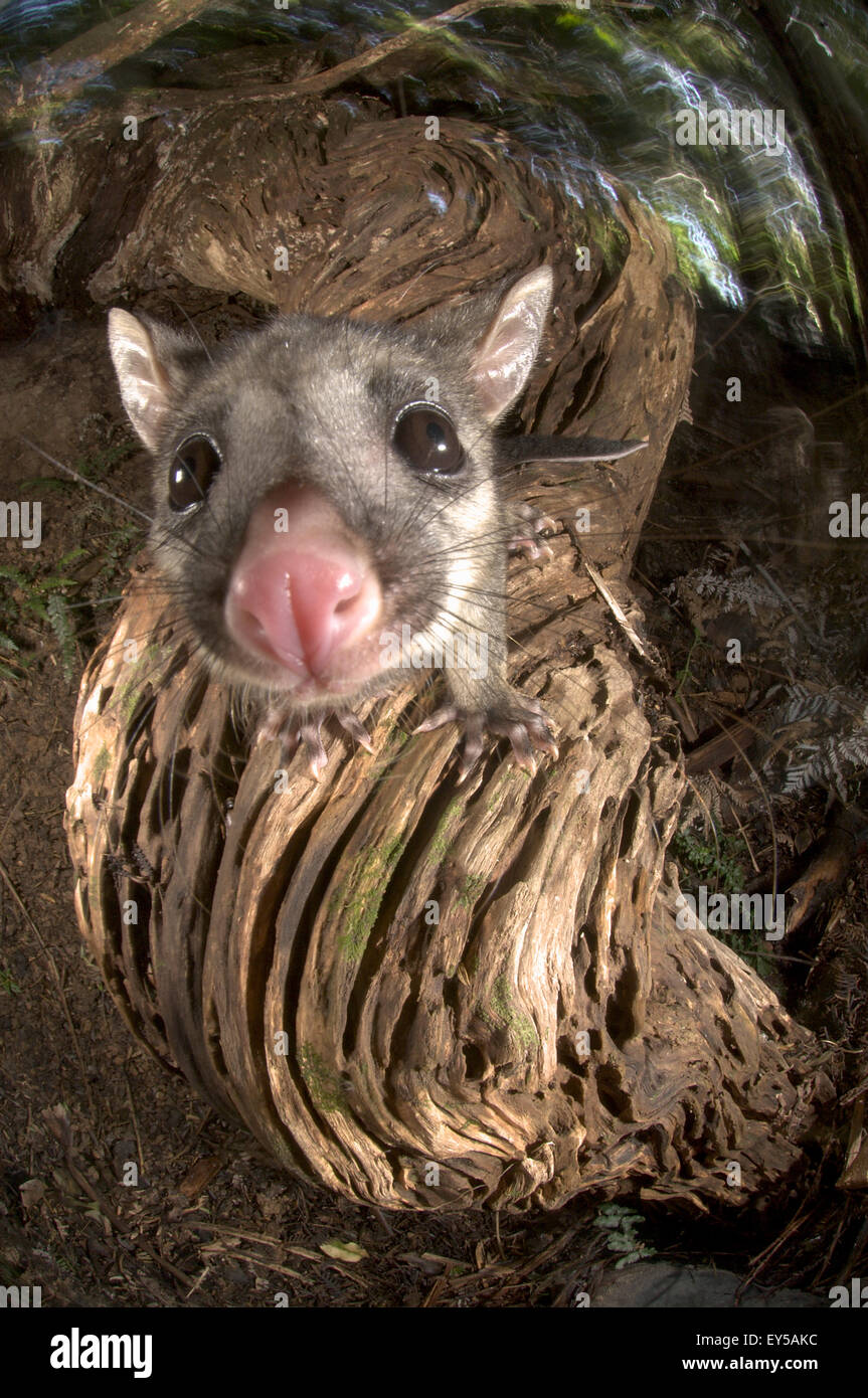 Brushtail possum new zealand hi-res stock photography and images - Alamy