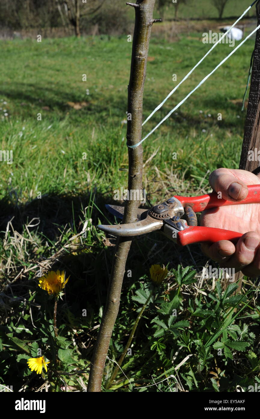 Apple tree grafting in garden Stock Photo - Alamy