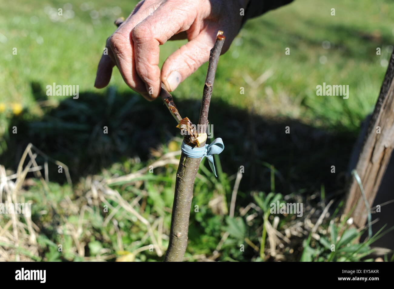 Apple tree grafting in garden Stock Photo - Alamy