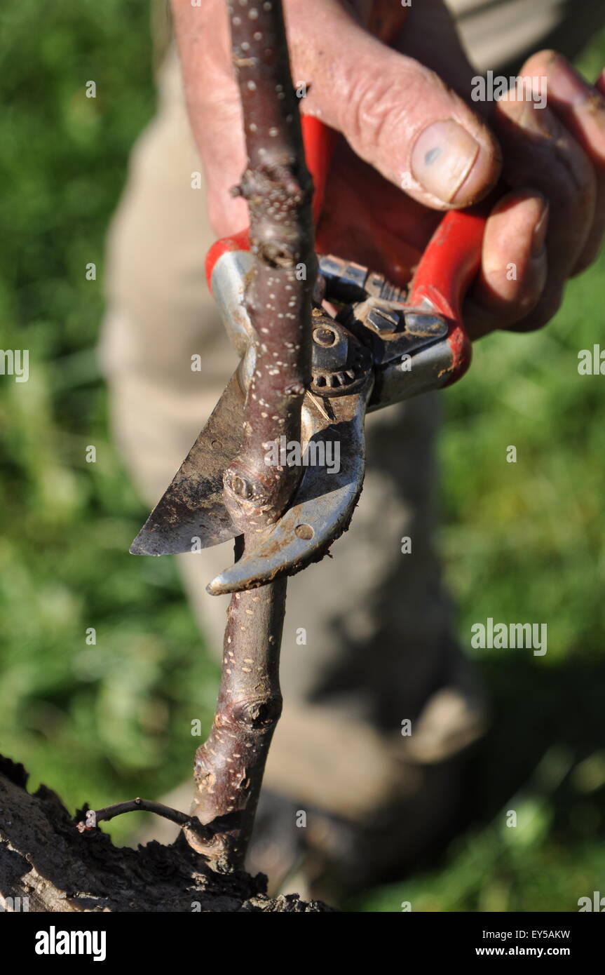Apple tree grafting in garden Stock Photo - Alamy