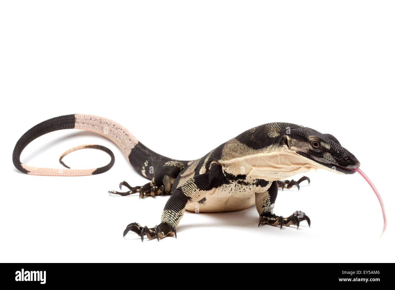 Lace Monitor 'Bell' on white background Originally from Australia Stock ...