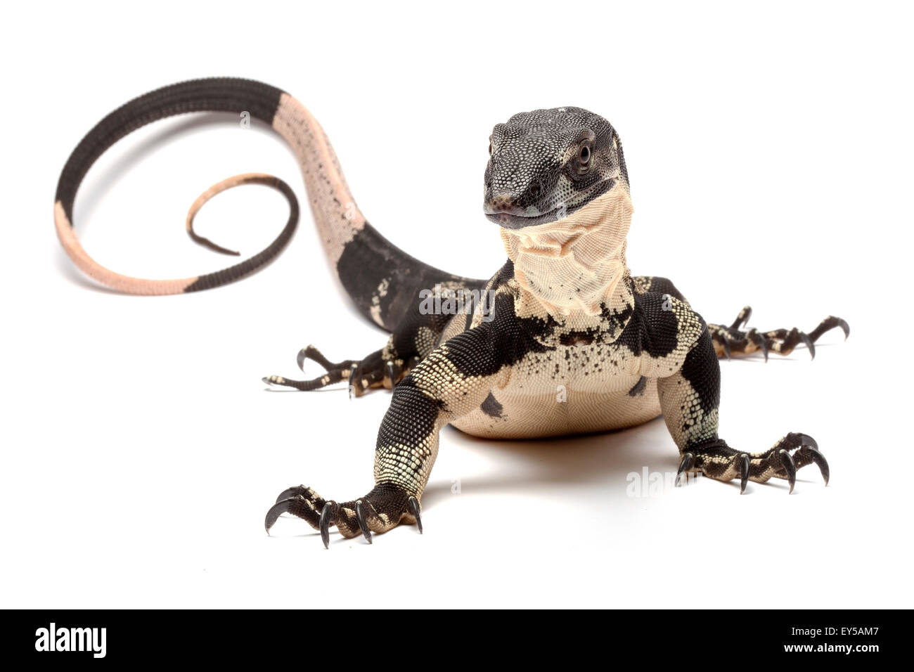 Lace Monitor 'Bell' on white background Originally from Australia Stock ...