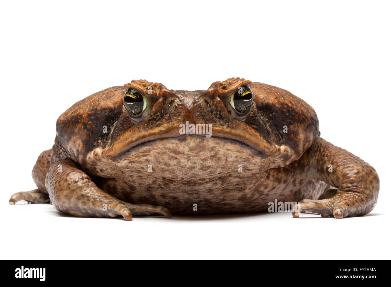 Marine Toad on white background Native to Central America and South ...