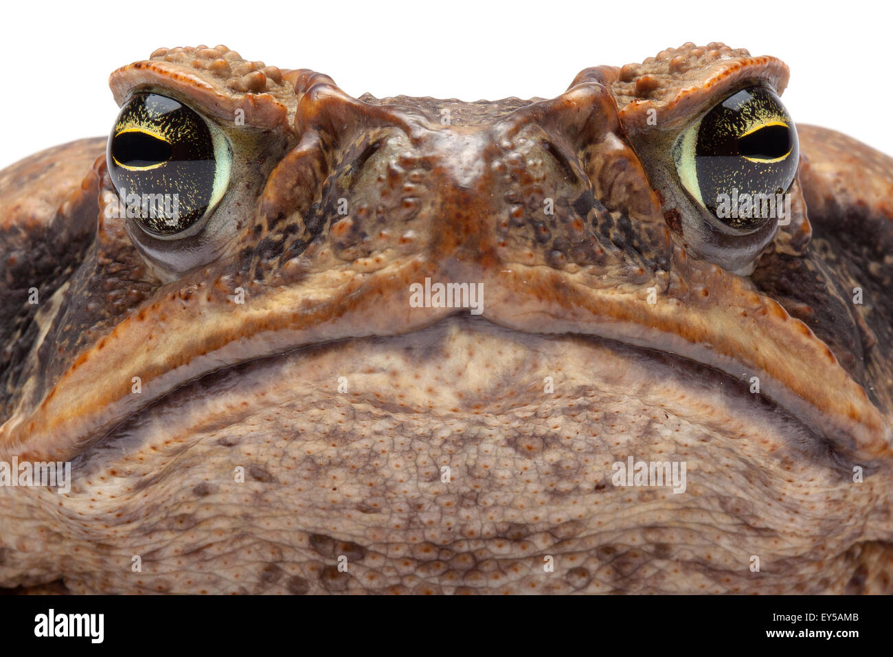 Portrait of Marine Toad on white background Native to Central America ...