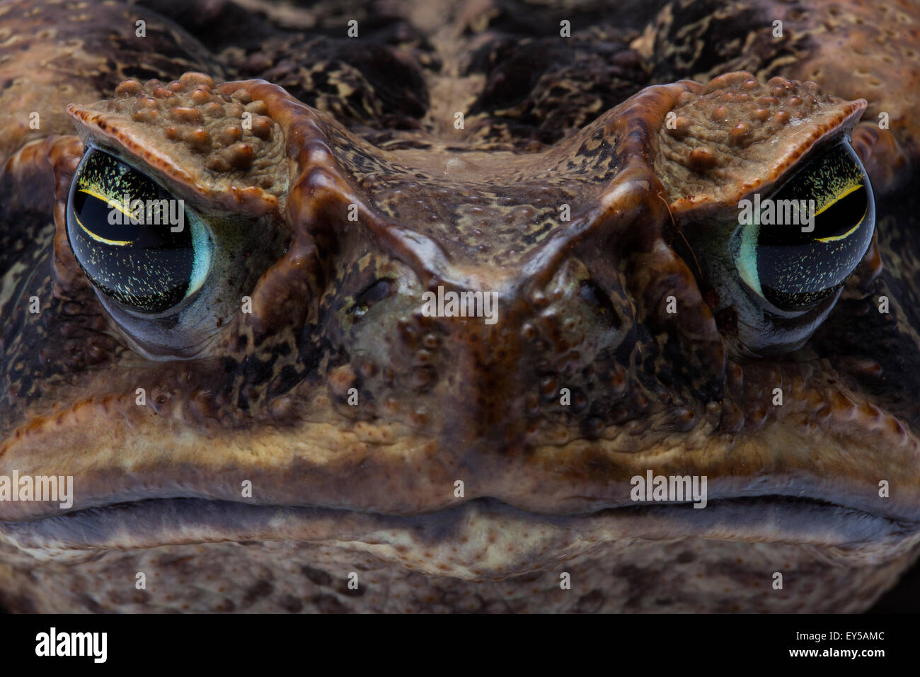 Portrait of Marine Toad Native to Central America and South America ...