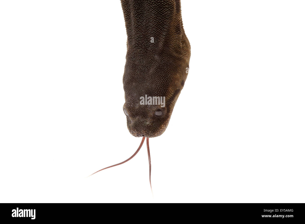 File snake hi-res stock photography and images - Alamy