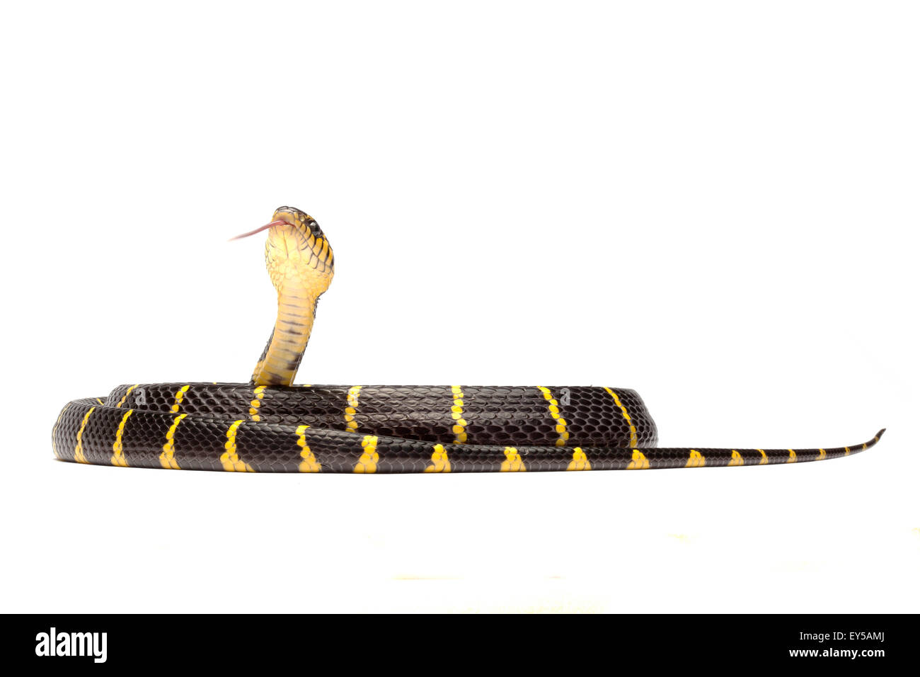 Mangrove Snake on white background Native to Southeast Asia Stock Photo ...