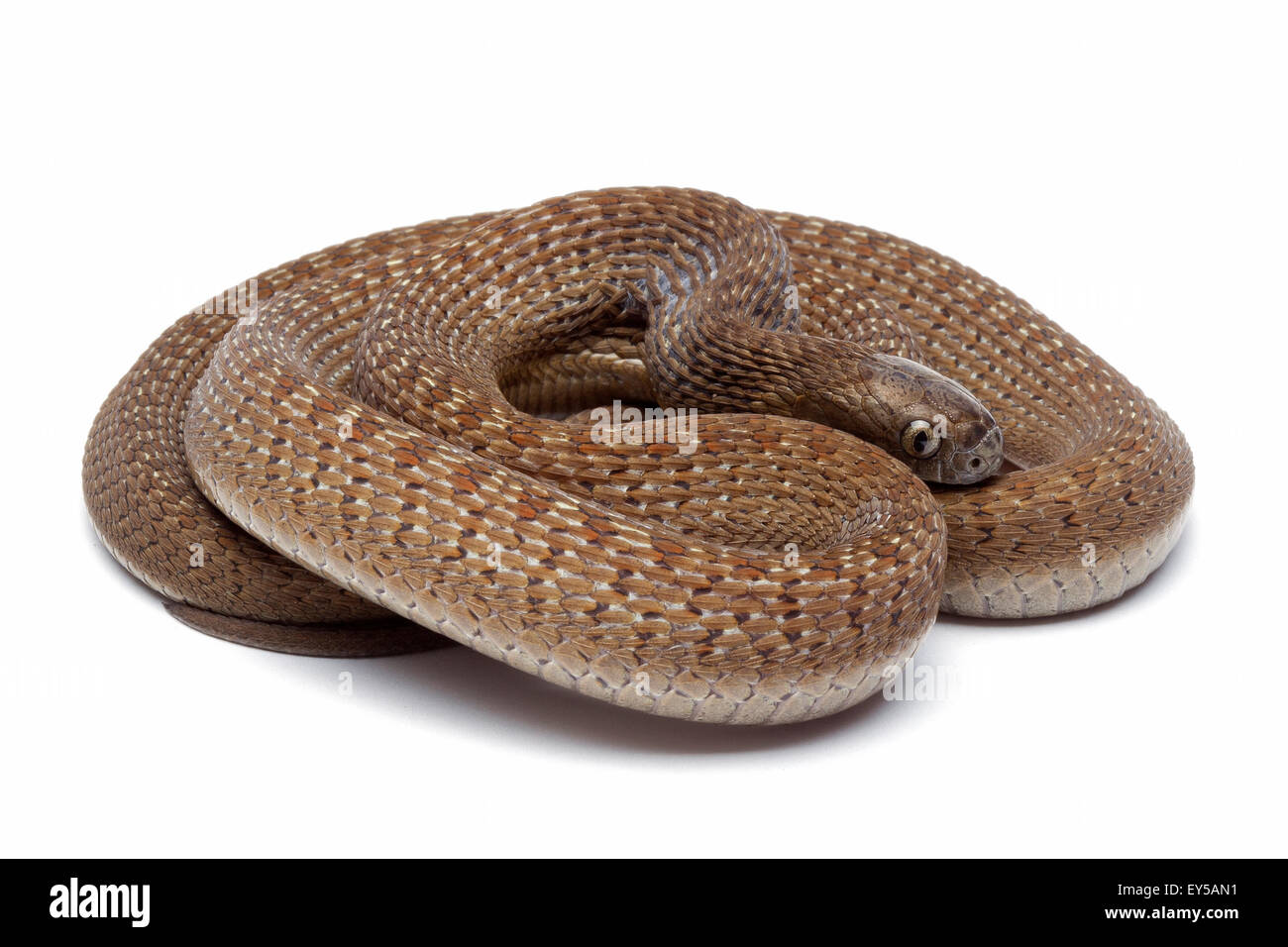 central african egg eating snake