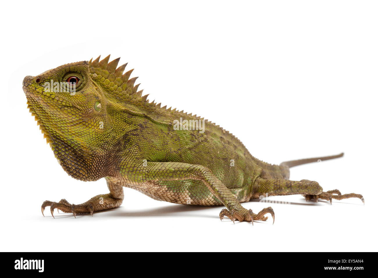 Chameleon Forest Dragon on white background Native to Indonesia and ...