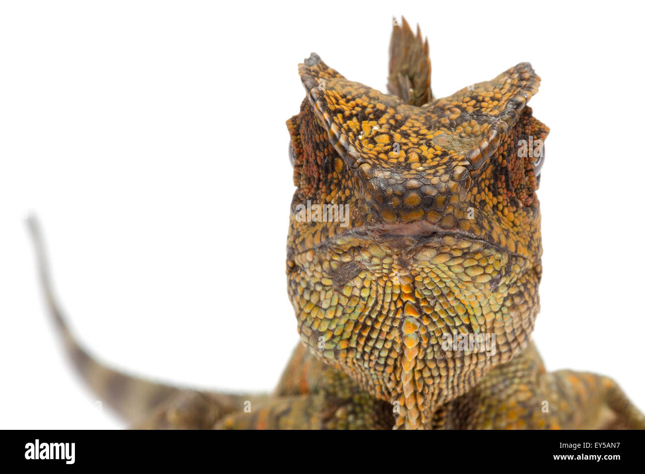 Portrait of Chameleon Forest Dragon on white background Native to ...