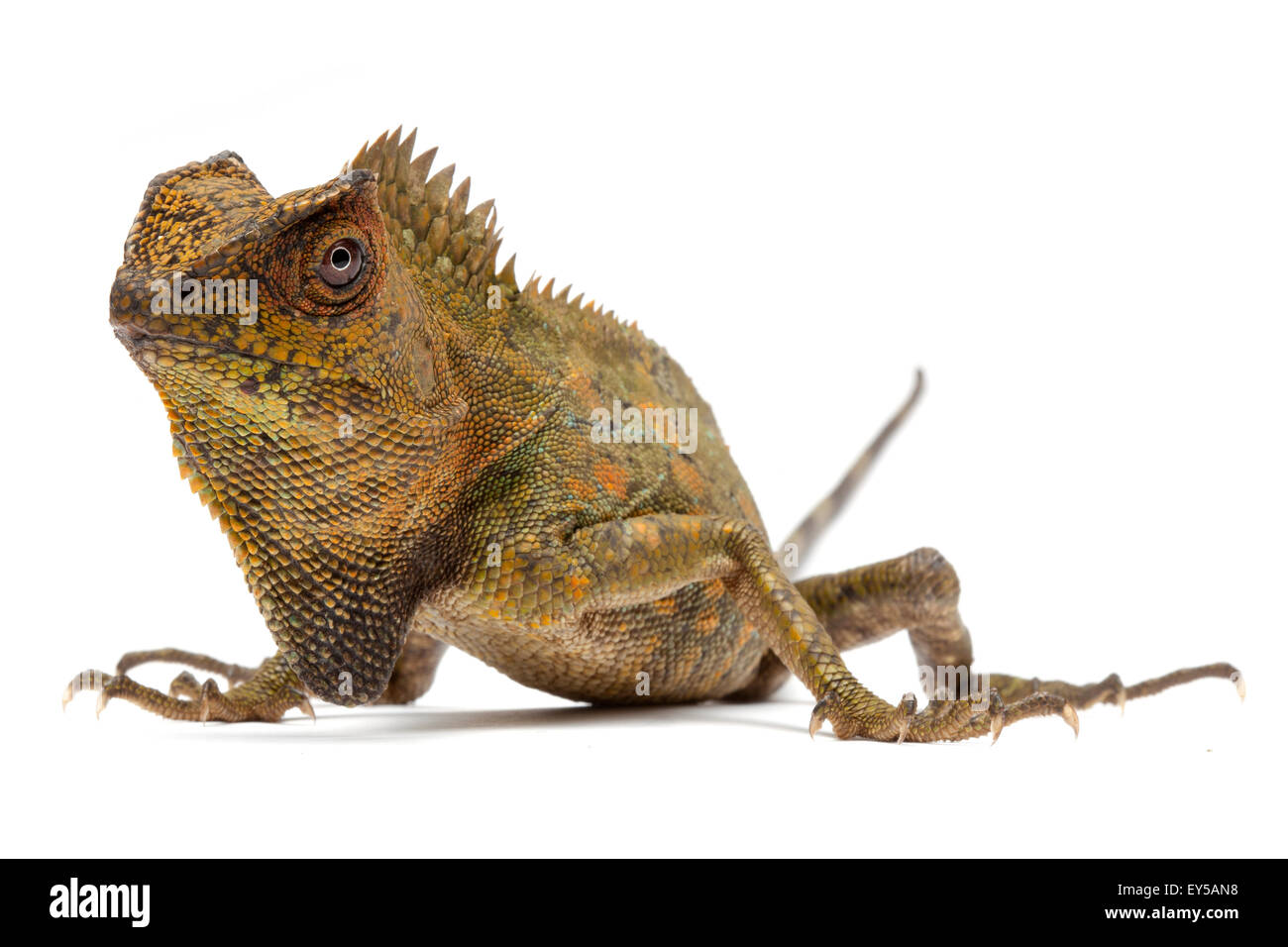 Chameleon Forest Dragon on white background Native to Indonesia and ...