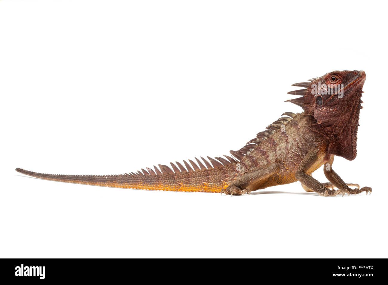 Indonesian Forest Dragon on white background Native to New Guinea Stock ...