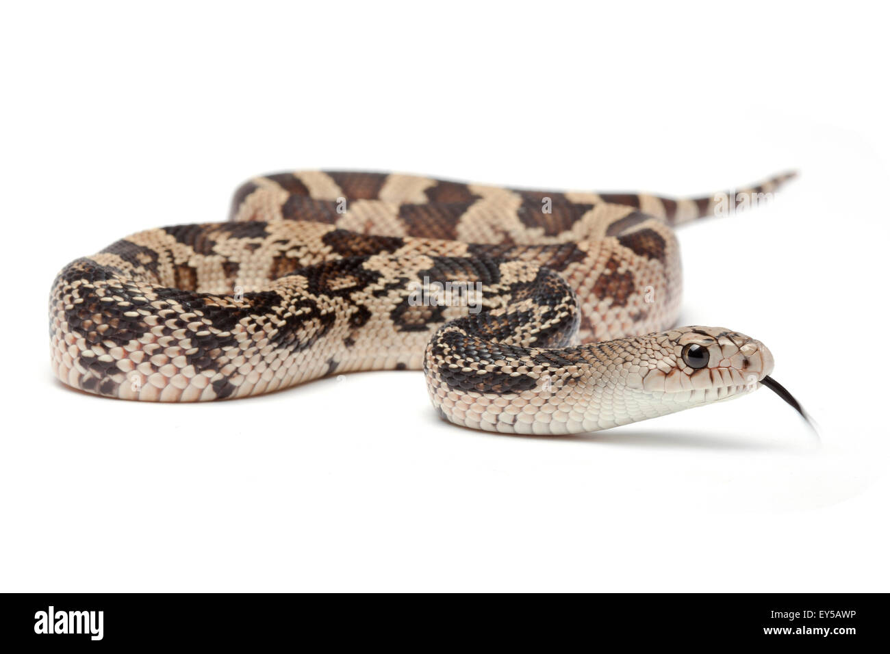 Northern Pine Snake on white background Native to USA Stock Photo - Alamy