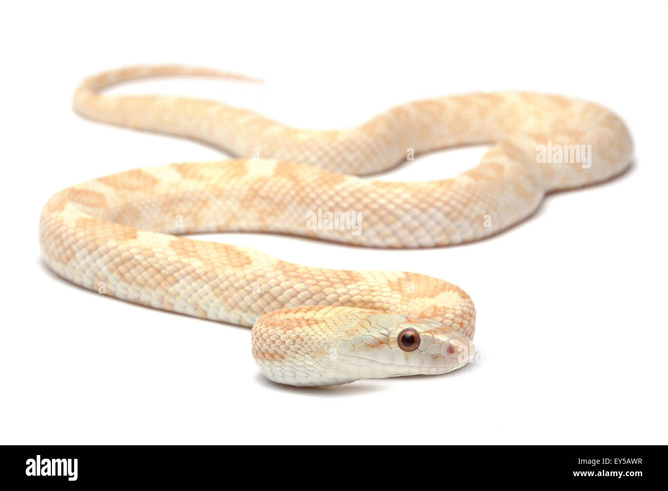 Texas Rat Snake on white background Native to eastern North America ...