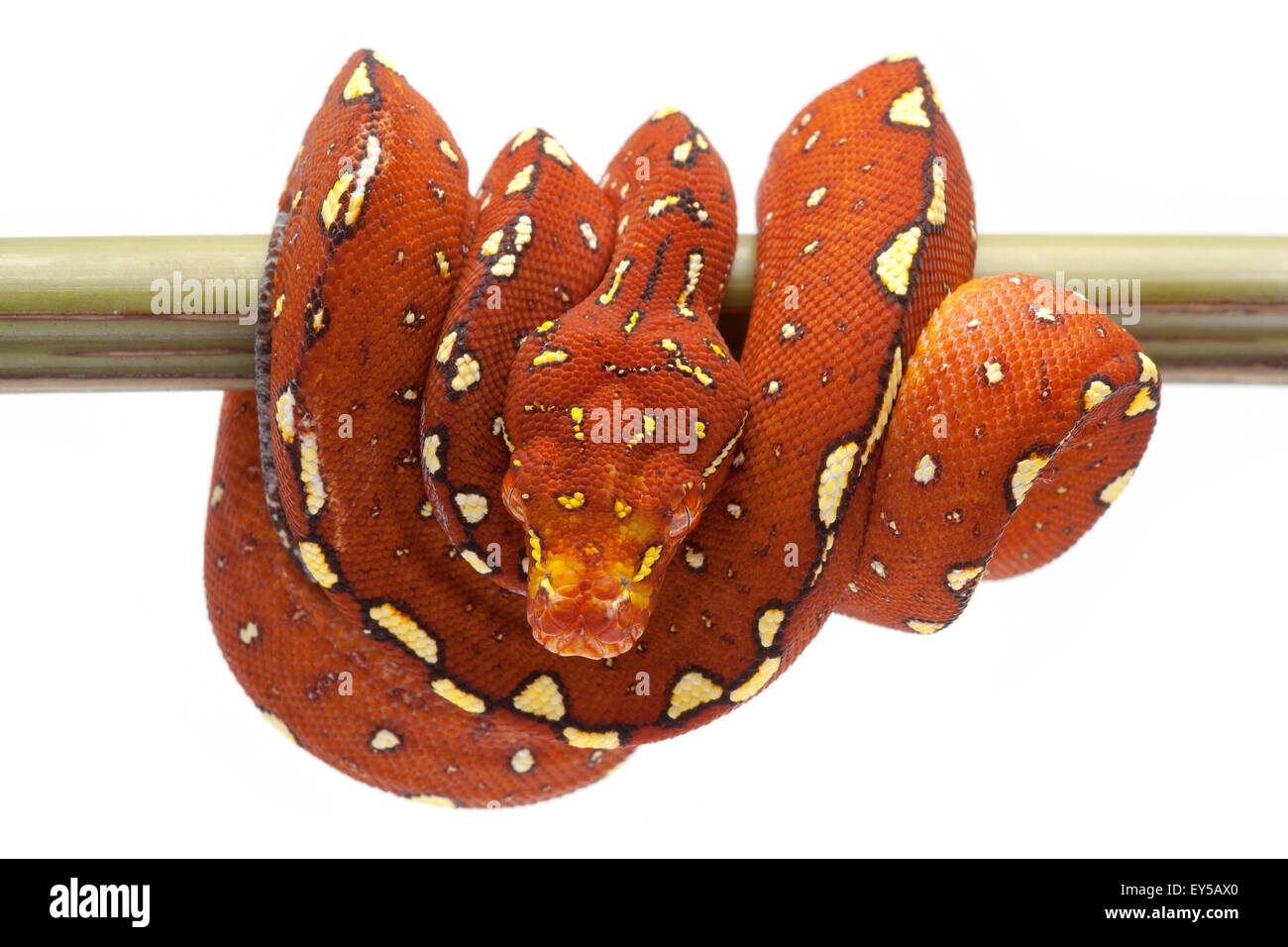 Green Tree Python 'biak' on white background Native to Indonesia Stock ...