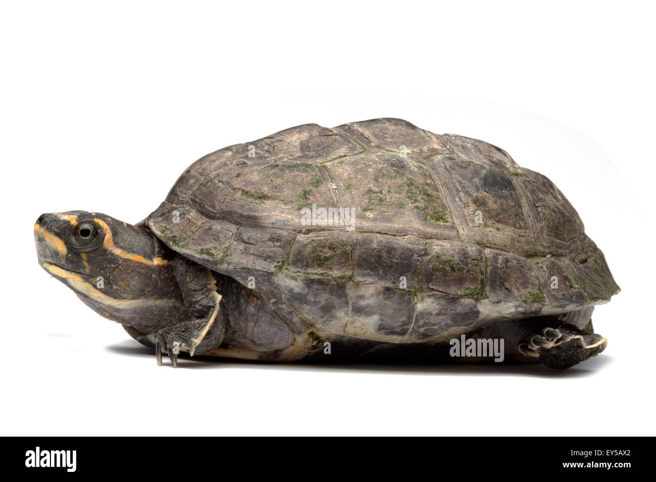 Crowned river turtle on white background Native to India and Pakistan ...