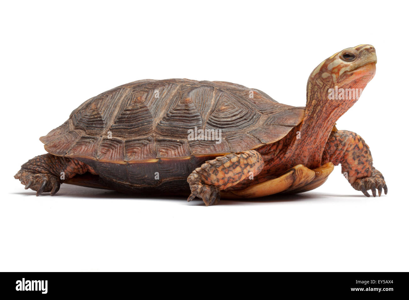 Native of mexico Cut Out Stock Images & Pictures - Alamy