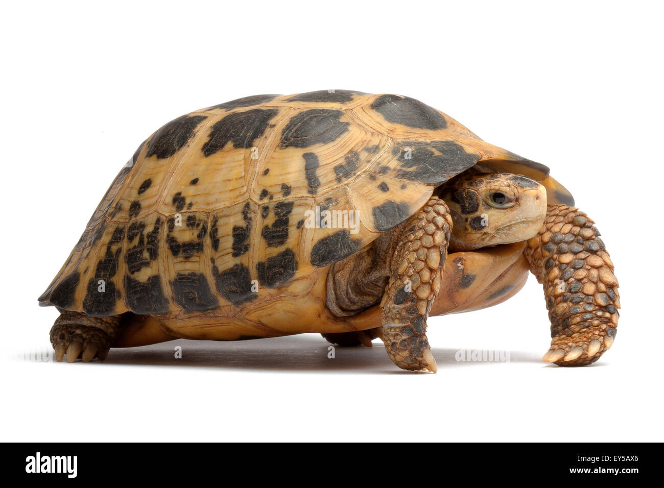Travancore Tortoise on white background Native to Indonesia Stock Photo ...