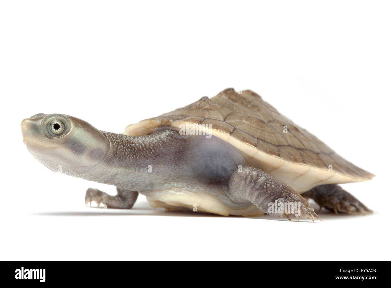 River turtle hi-res stock photography and images - Alamy