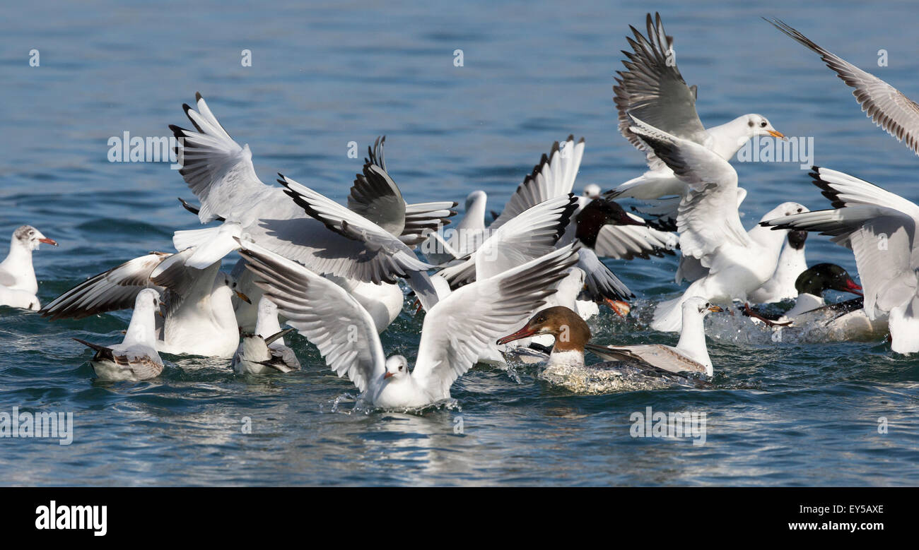 Black-headed Gulls fighting for food - Lake Leman CH A female Common ...