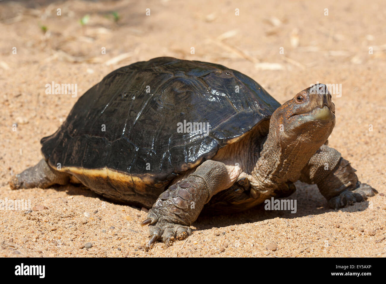 Giant Asian Pond Turtle on sand - Cambodia Stock Photo - Alamy