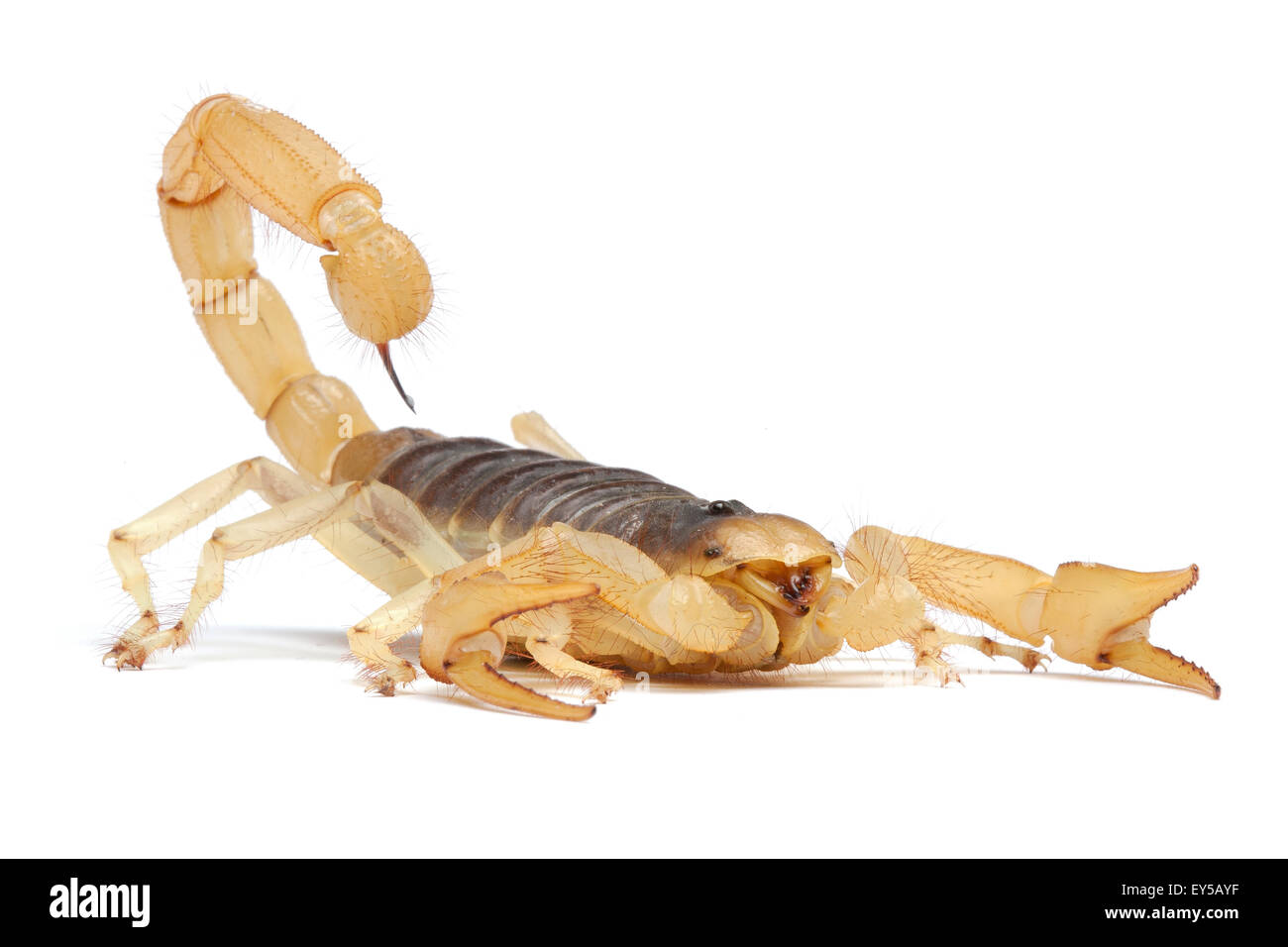 Desert Hairy Scorpion on white background Native to Western U.S Stock ...