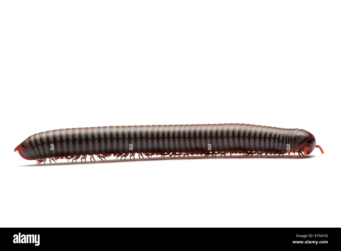 Rainbow Iulus on white background Native to Asia Stock Photo - Alamy