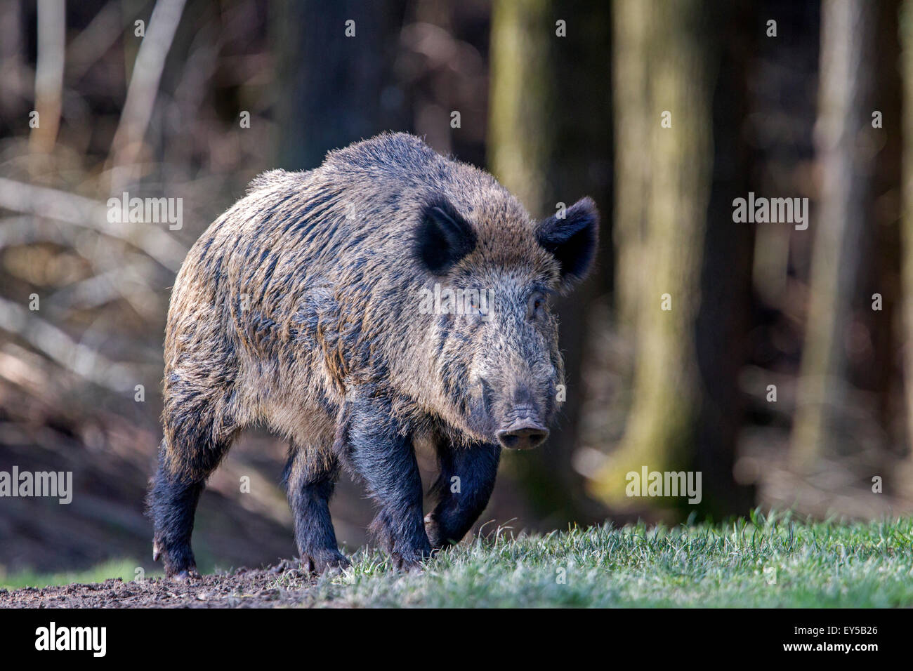 Eurasian wild boar buck in a clearing - France Private park Stock Photo ...