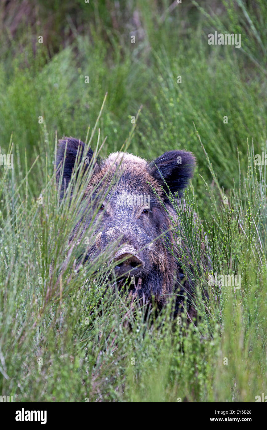 Eurasian wild boar male in the bushes - France Private park Stock Photo ...