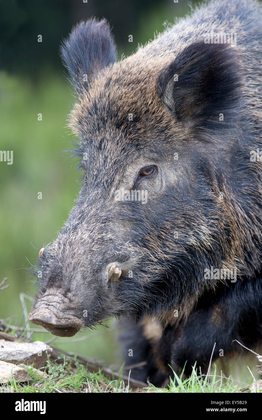 Portrait of Eurasian wild boar male - France Private park Stock Photo ...