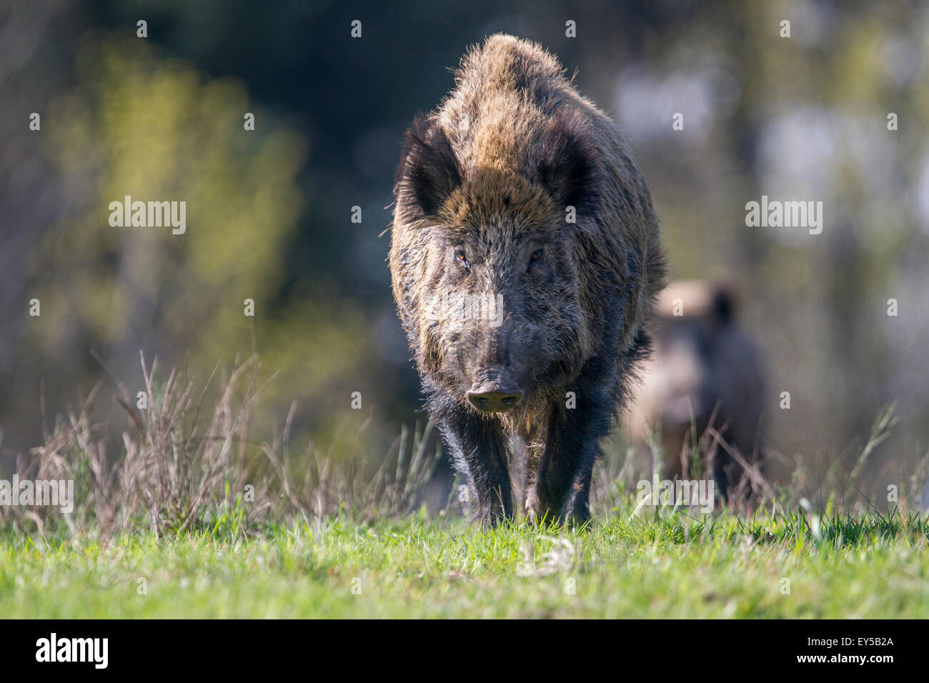 Portrait of Eurasian wild boar male - France Private park Stock Photo ...