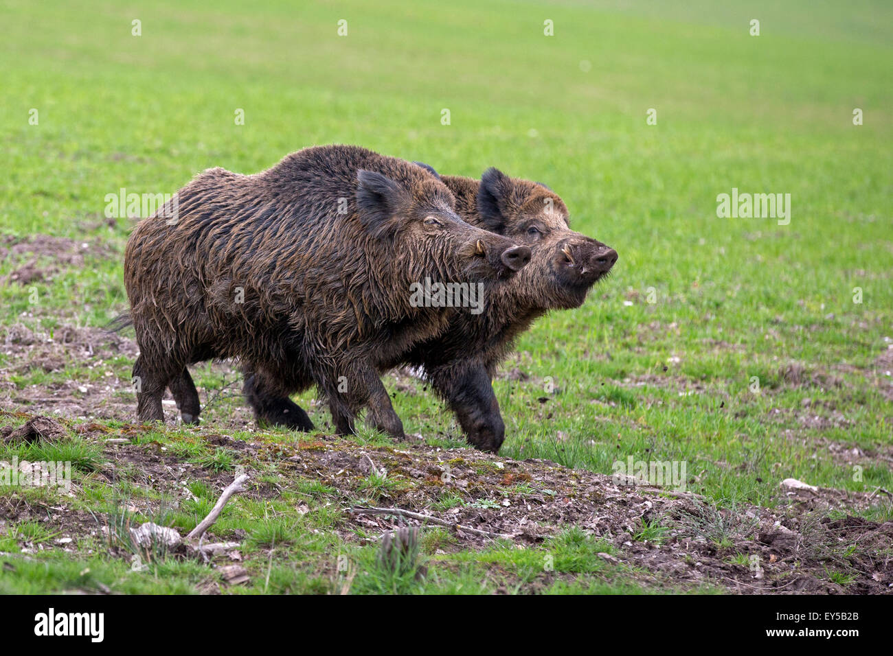 Eurasian wild boar males fighting - France Private park Stock Photo - Alamy