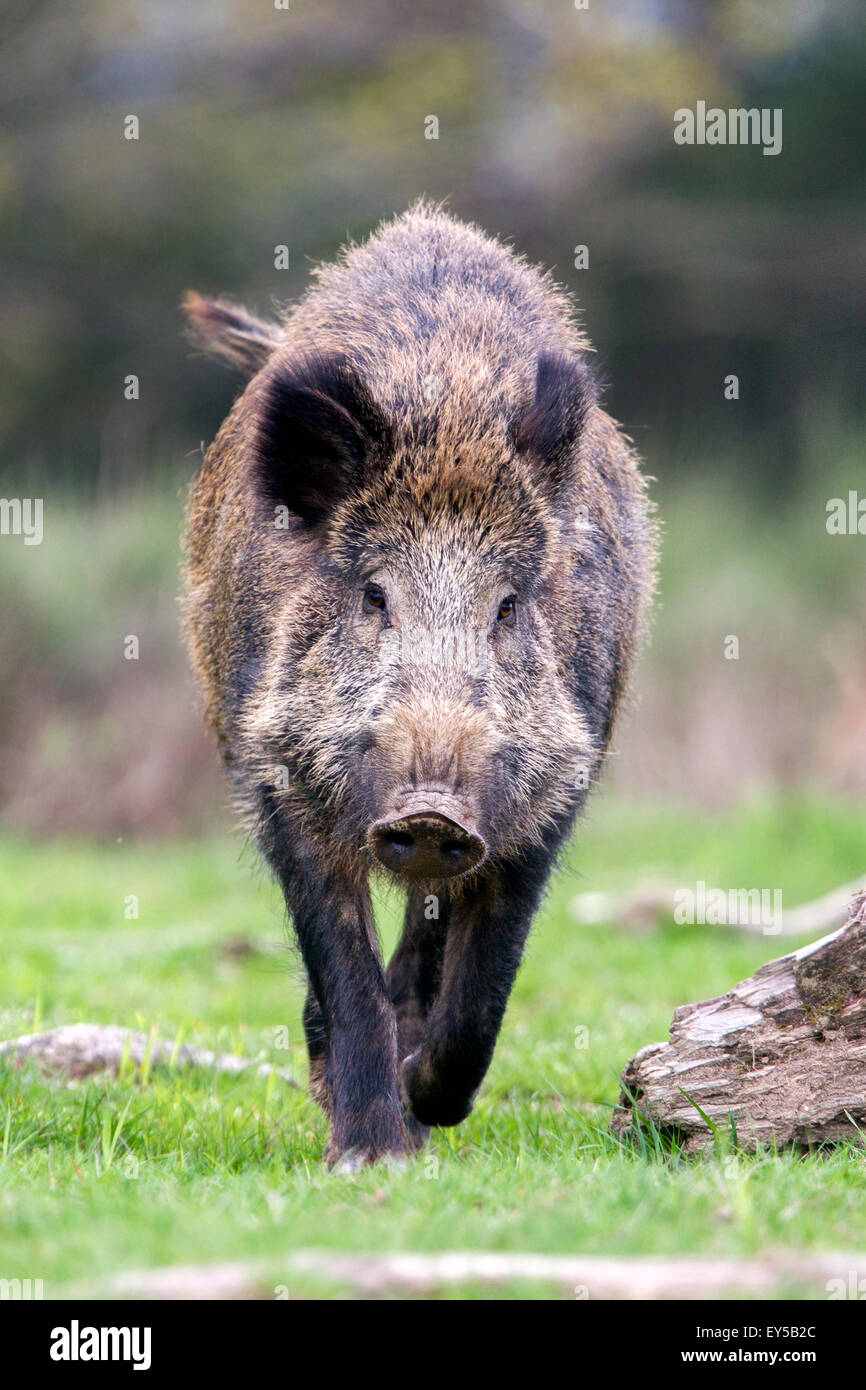 Eurasian wild boar male walking in a clearing - France Private park ...