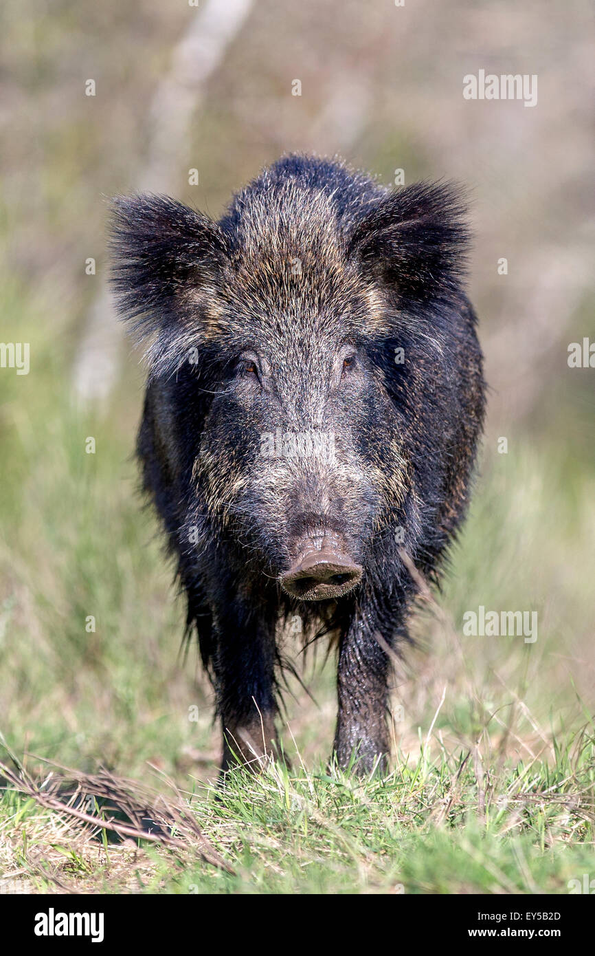 Eurasian wild boar male in a clearing - France Private park Stock Photo ...